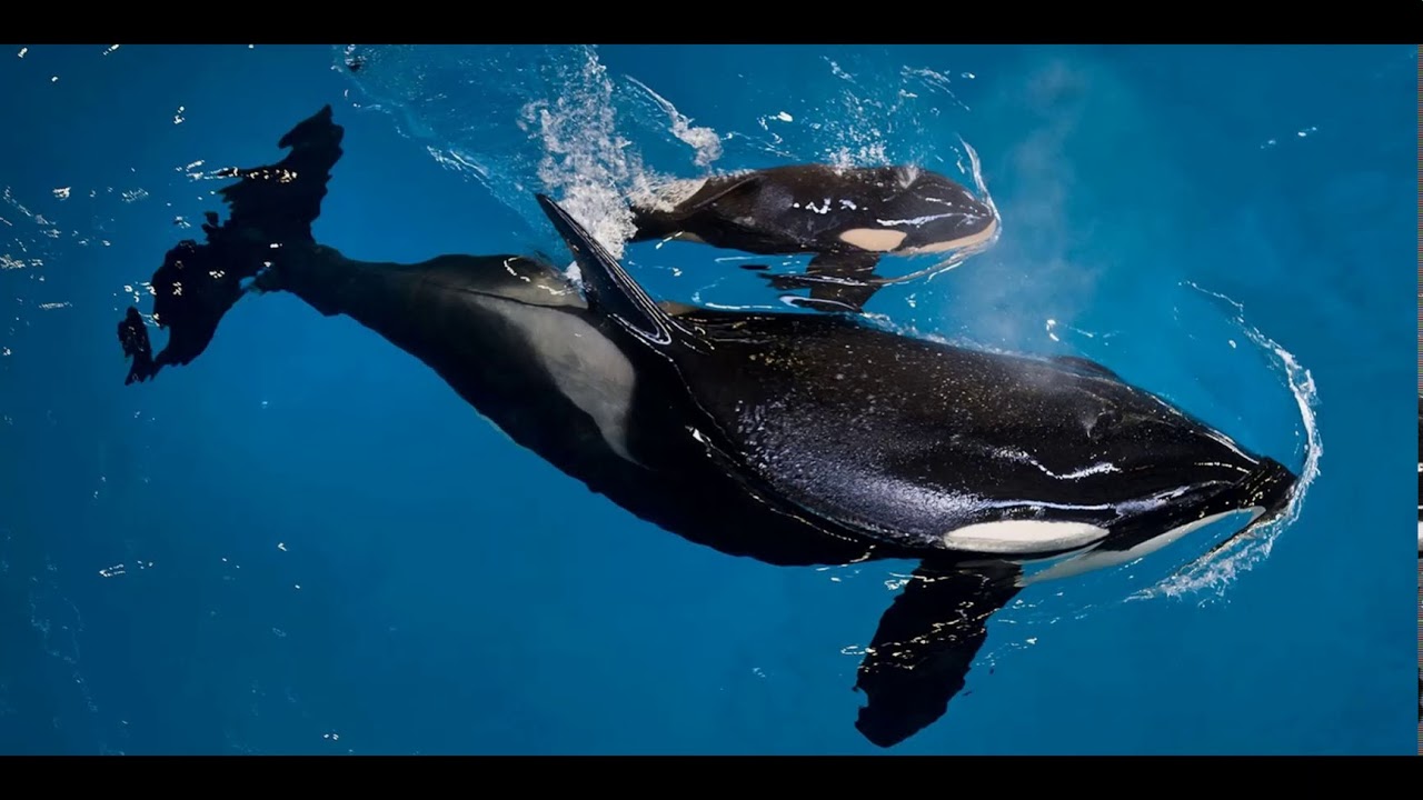 Cool Animal Facts with Angel: Orca - Boys & Girls Clubs of Central ...